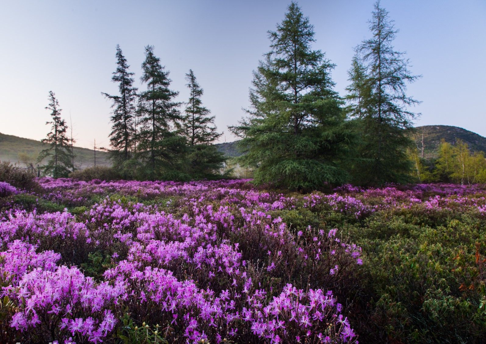 译文欣赏：The Rhodora ｜ 紫陀萝花_大武汉